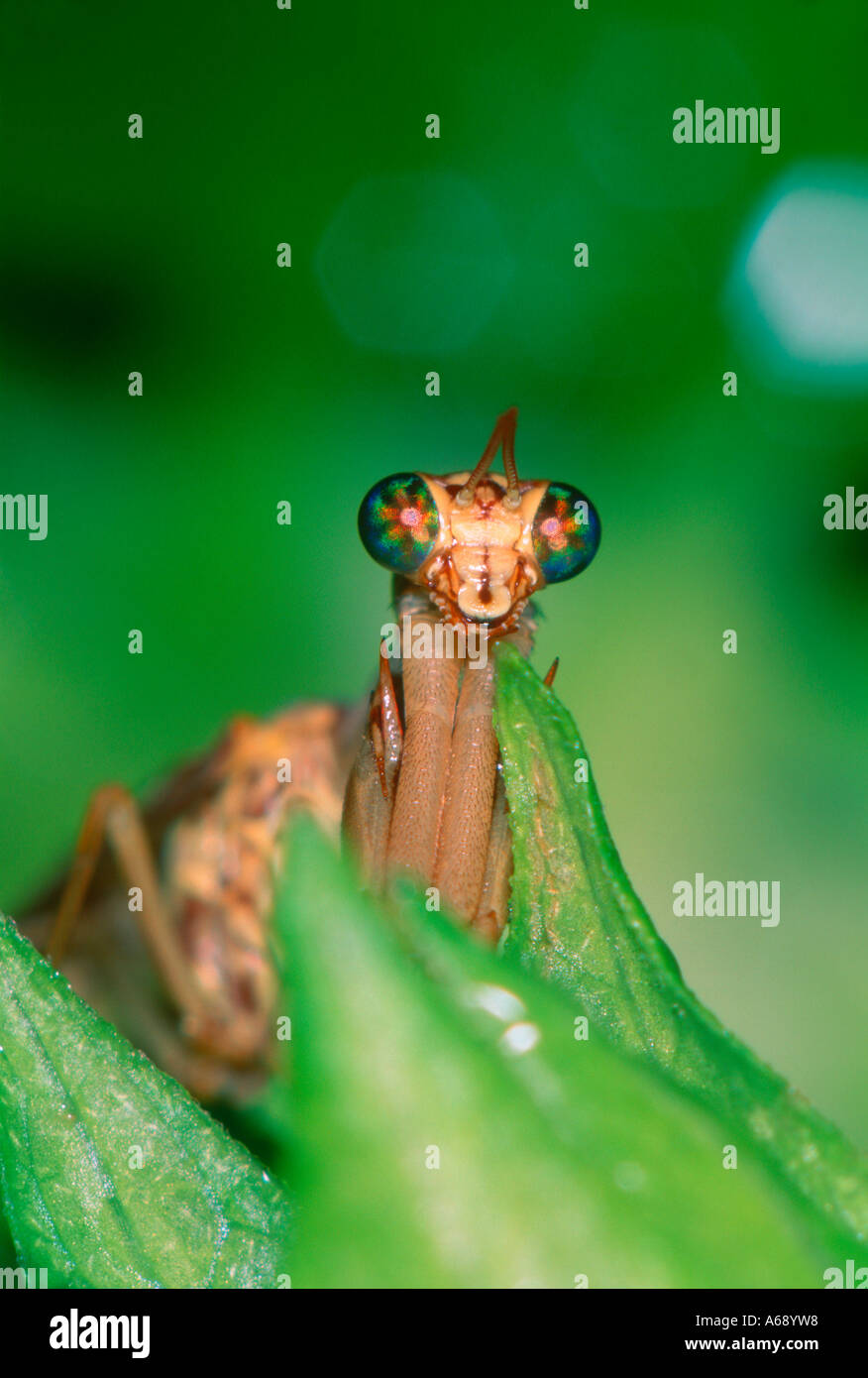Mantis fly mantispidae hi-res stock photography and images - Alamy