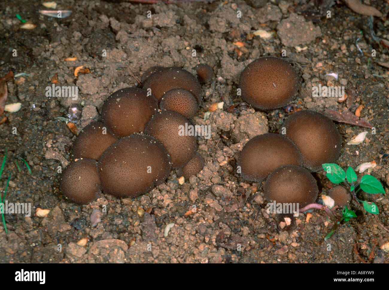 Brown puff ball fungus hi-res stock photography and images - Alamy