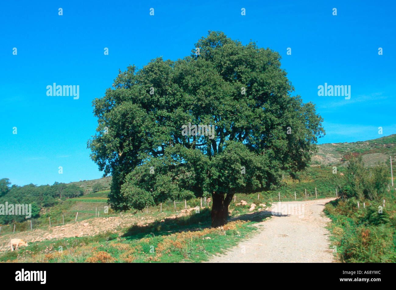 Evergreen Oak, Quercus ilex. Whole tree Stock Photo - Alamy