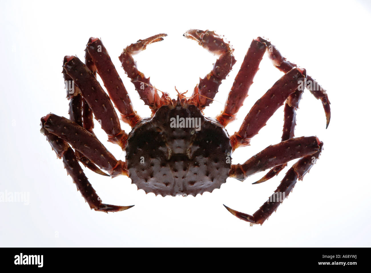 Crab top view Stock Photo - Alamy