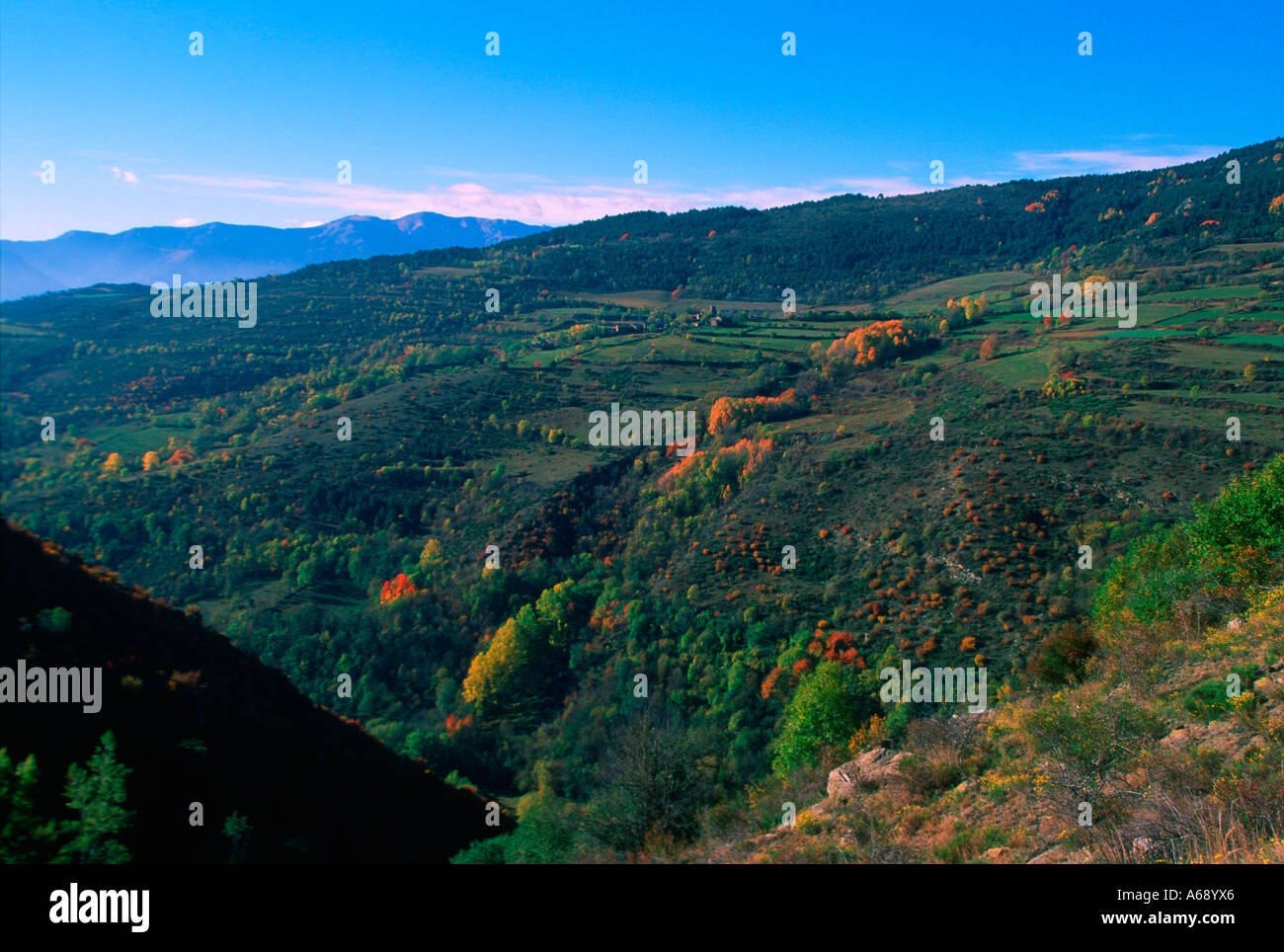 Different Trees on the Autumn. Pyrenees. Spain Stock Photo - Alamy