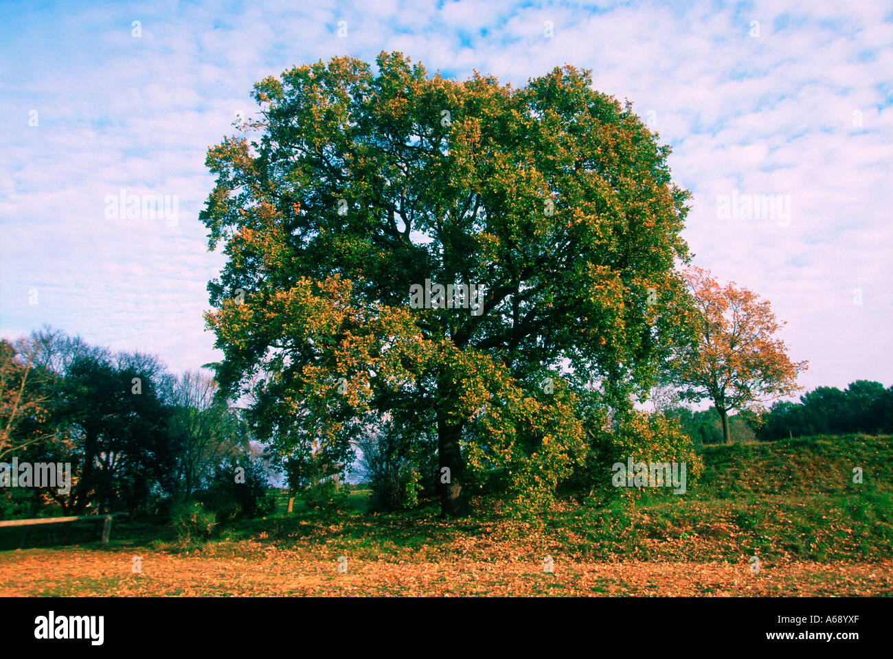 Oak, Quercus sp Stock Photo - Alamy