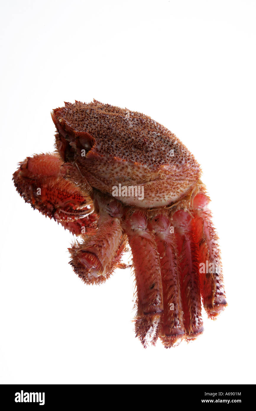 Crab side view Stock Photo - Alamy