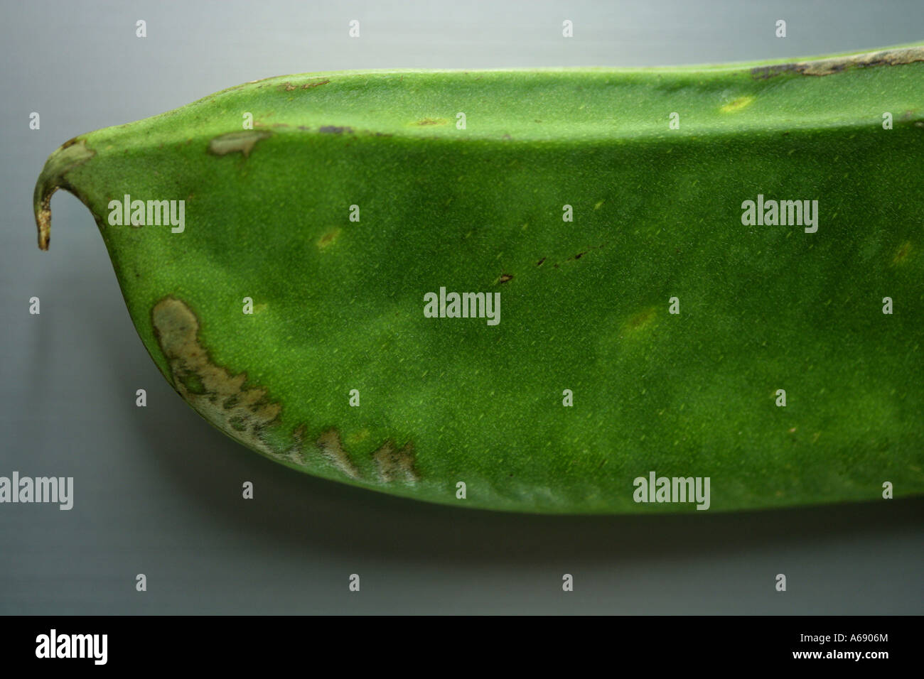 Bean close up Stock Photo - Alamy
