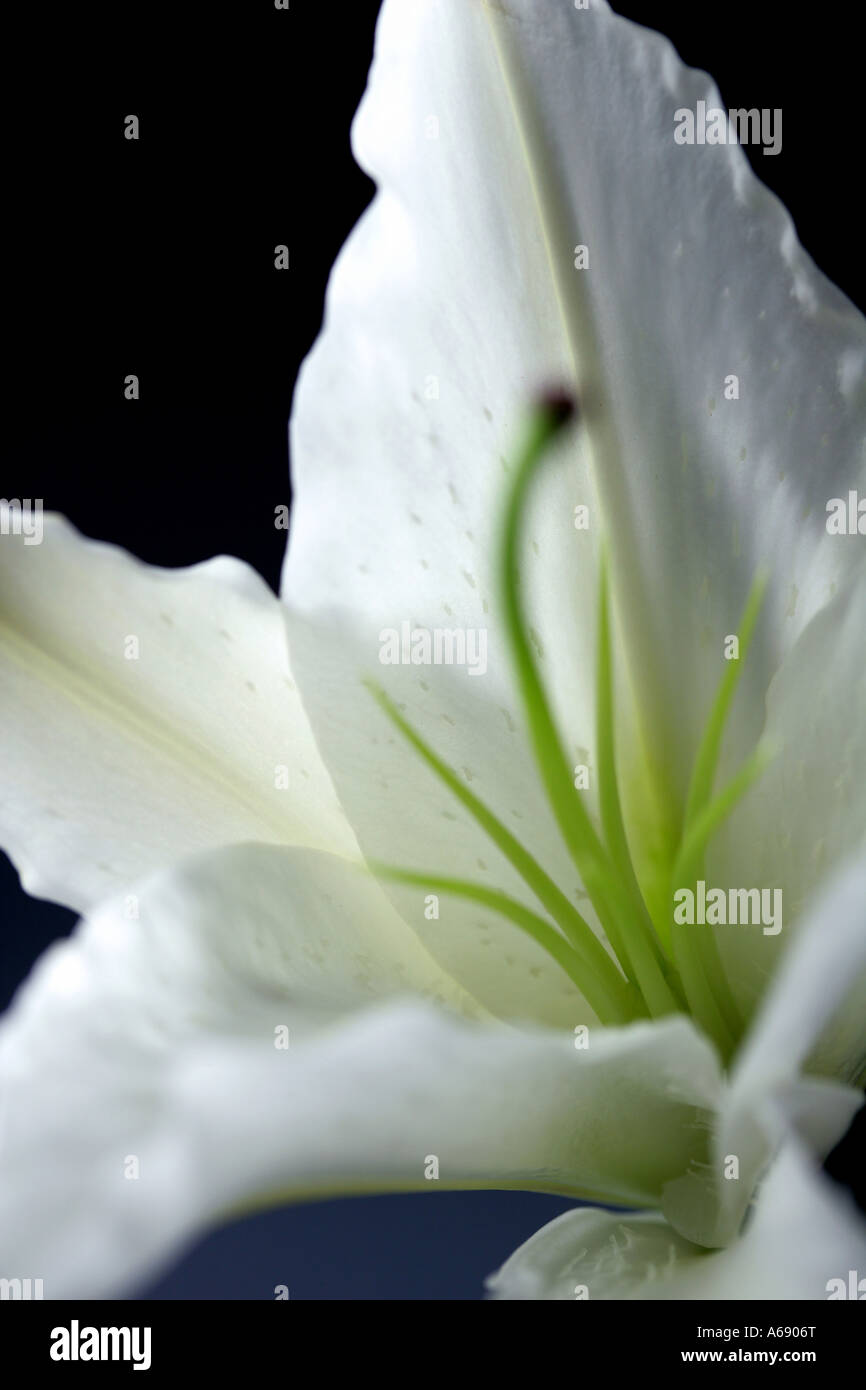 White lily close up Stock Photo - Alamy