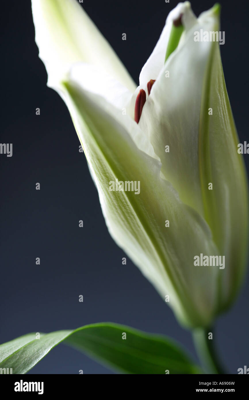 White lily close up Stock Photo - Alamy