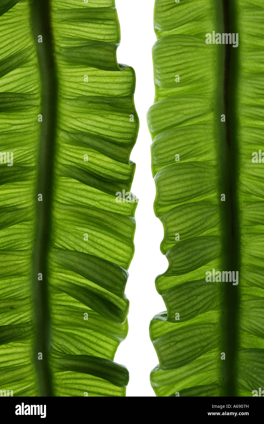 Two fern leaves close up Stock Photo - Alamy