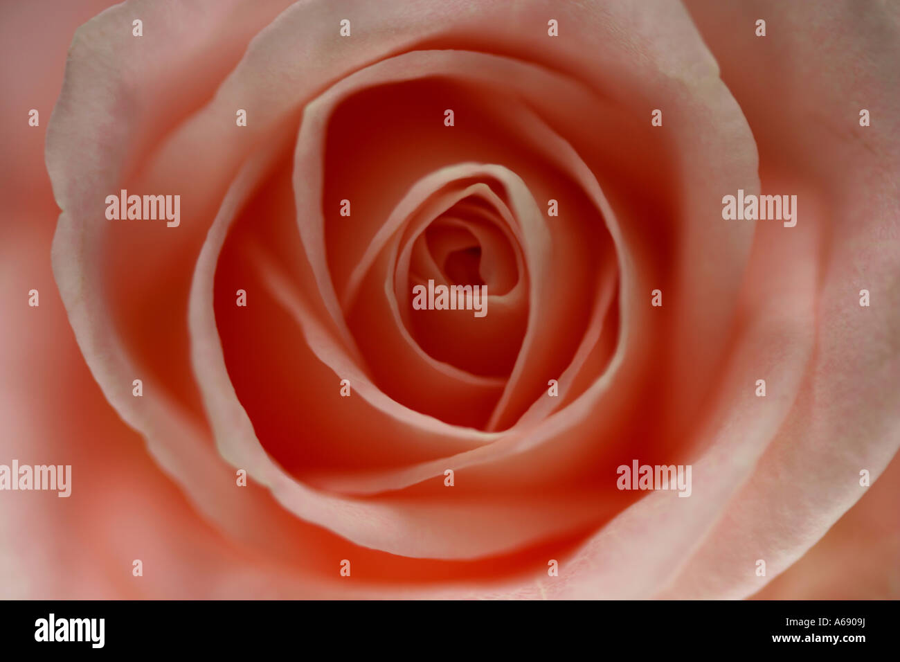 Rose close up Stock Photo - Alamy