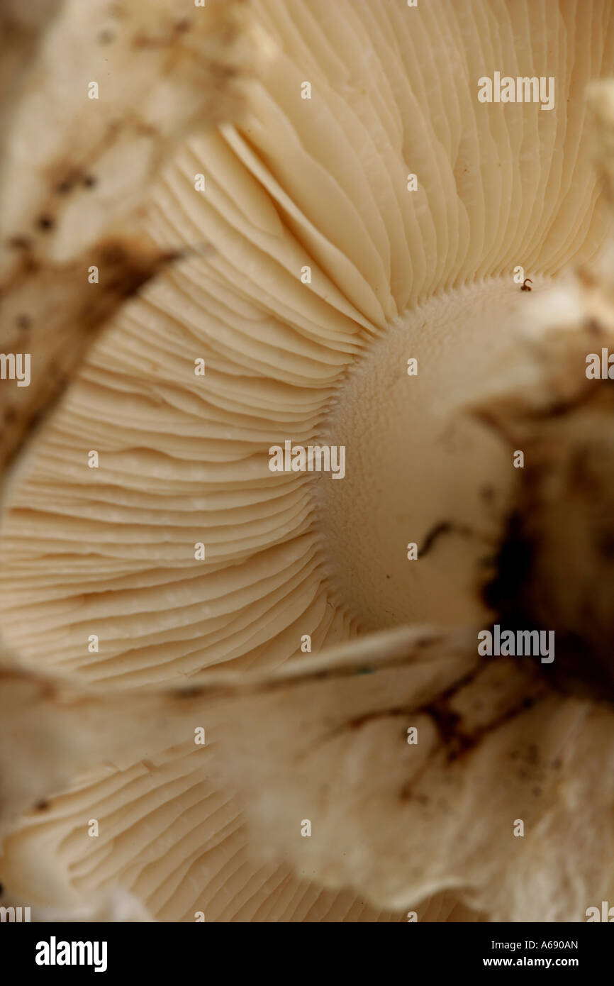 Mushroom close up Stock Photo - Alamy