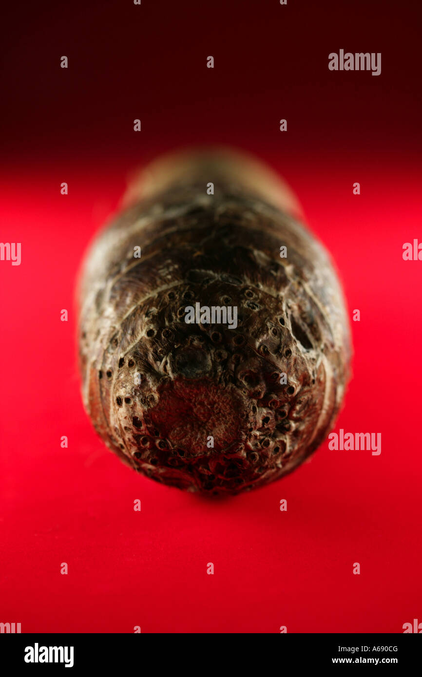 Potatoe front view Stock Photo - Alamy