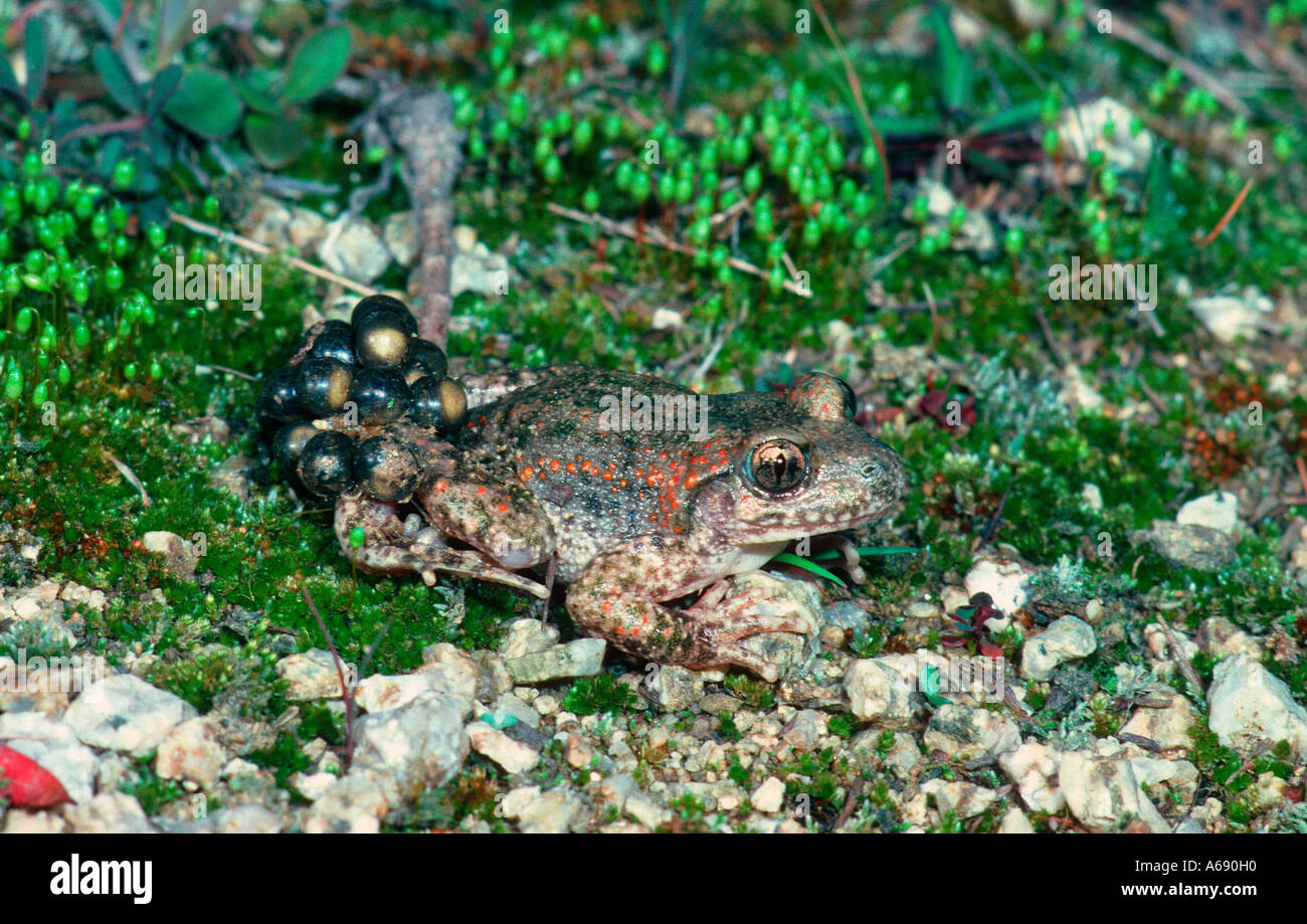 Midwife Toad, Alytes obstetricans. Male carrying eggs Stock Photo - Alamy