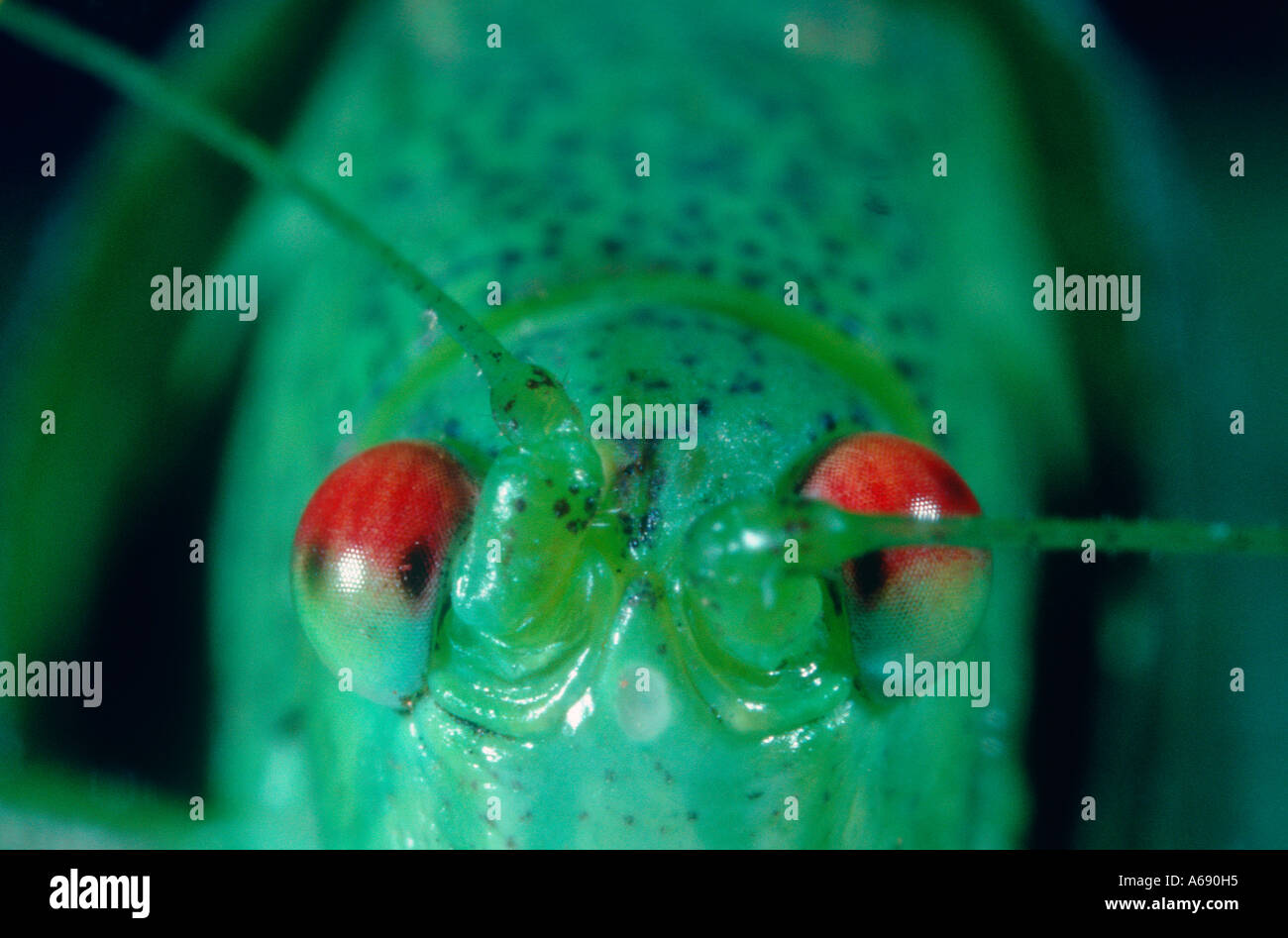 Bush-cricket, Phaneroptera falcata. Head and eyes Stock Photo - Alamy