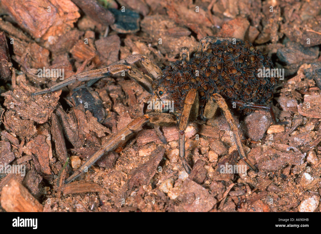 Wolf Spider, Lycosa radiata. Female with abdomen full of nymphs Stock ...