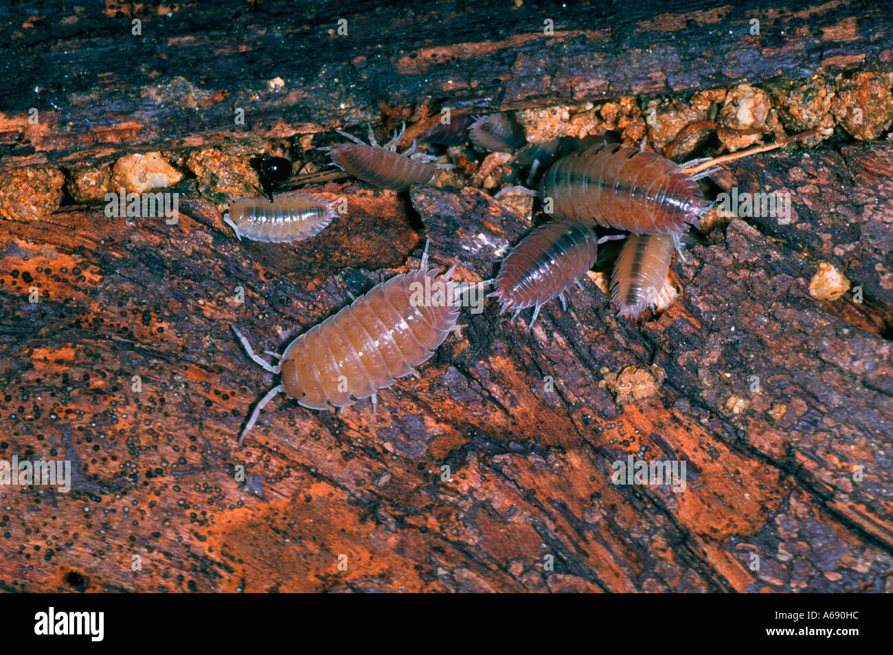 Woodlice, Philoscia sp. On decaying timber Stock Photo - Alamy