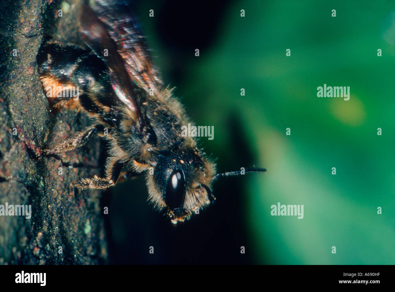 Leafcutting bees hi-res stock photography and images - Alamy