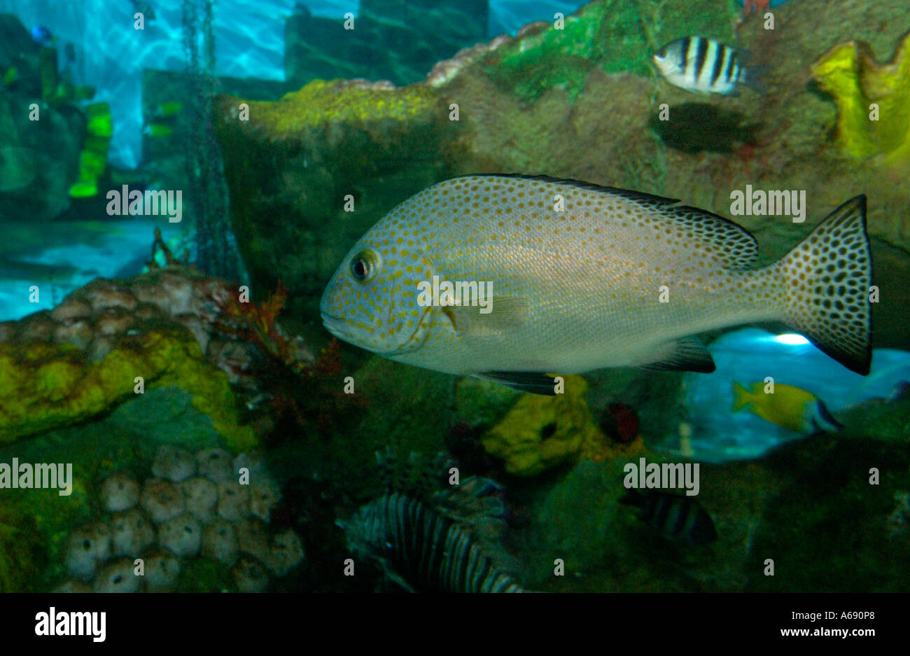 Blue reef aquarium england hi-res stock photography and images - Alamy