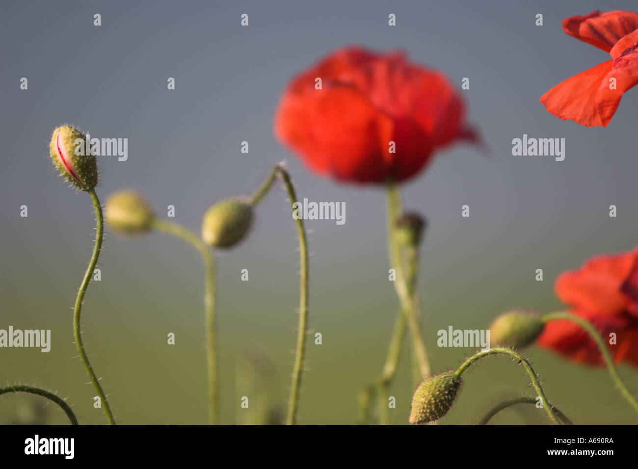 Invasive Weed Of Field Crop High Resolution Stock Photography and ...