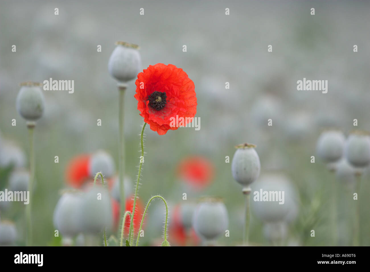 Red petals of a single poppy flower [Papaver rhoeas] growing in field ...