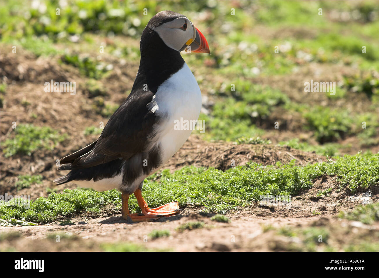 Puffin [Fratercula arctica], [Skomer Island], Wales, UK, side profile ...