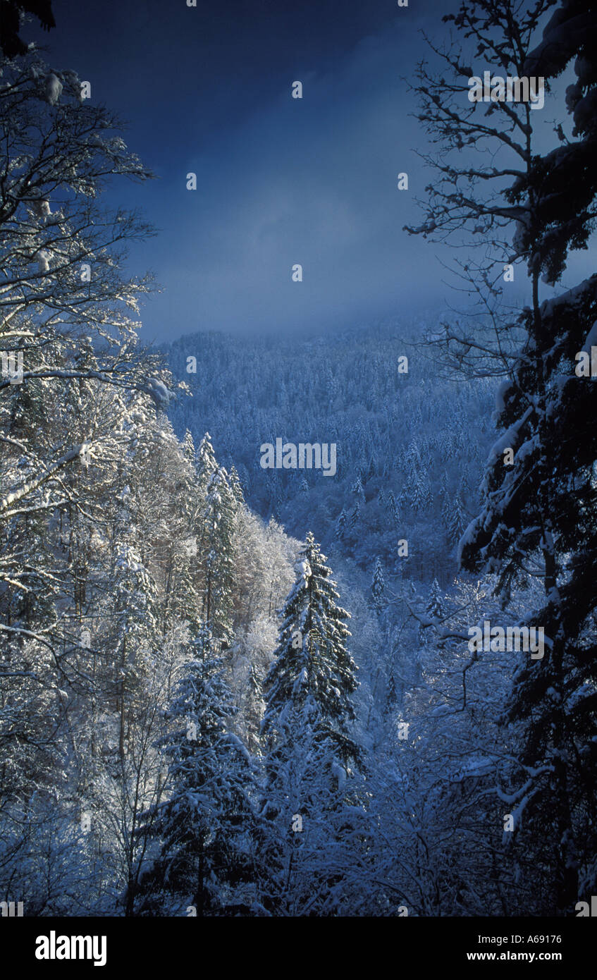 Snow covered Pine Trees Berchtesgaden Bavaria Germany Stock Photo - Alamy
