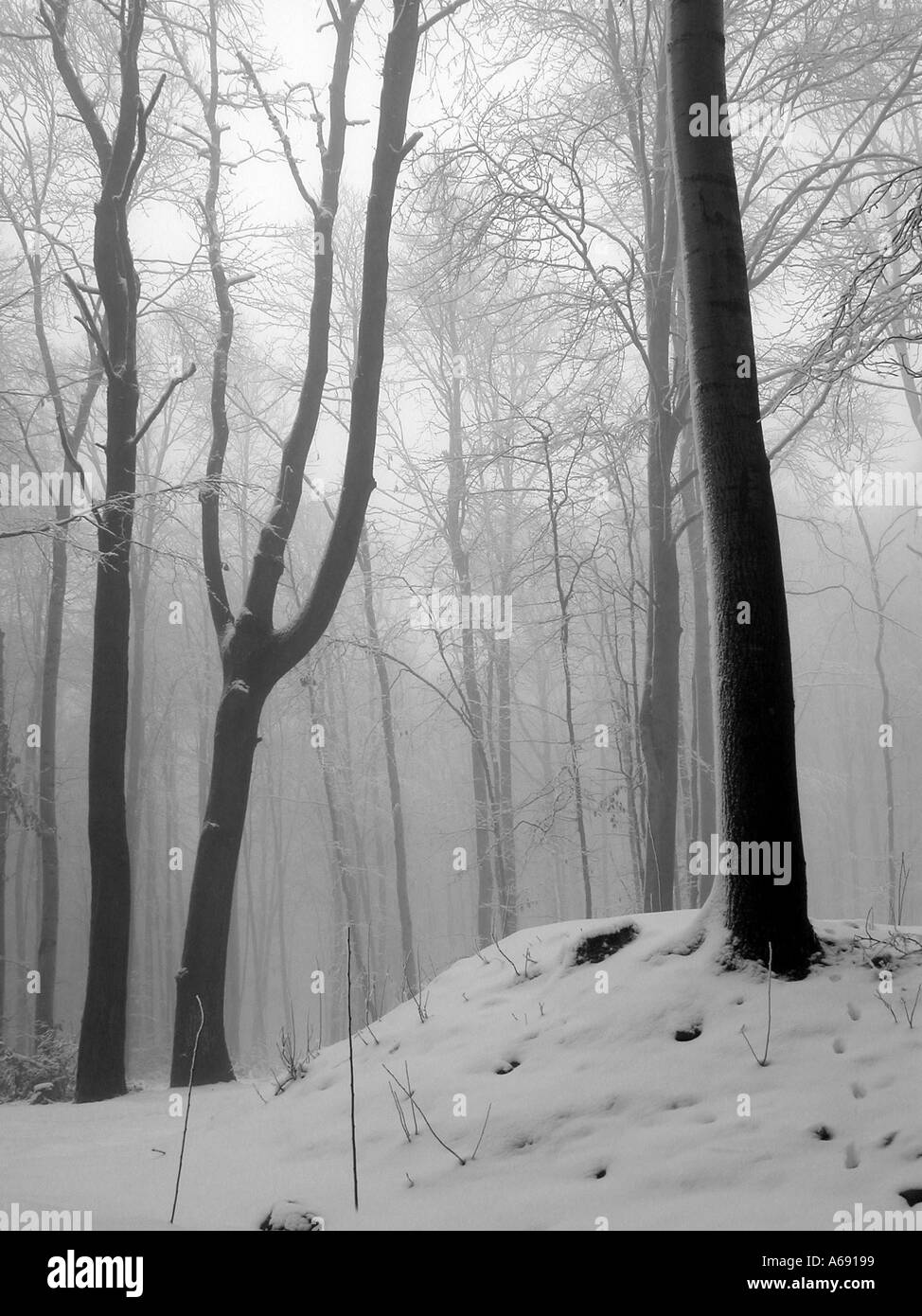 Beech forest snow Black and White Stock Photos & Images - Alamy