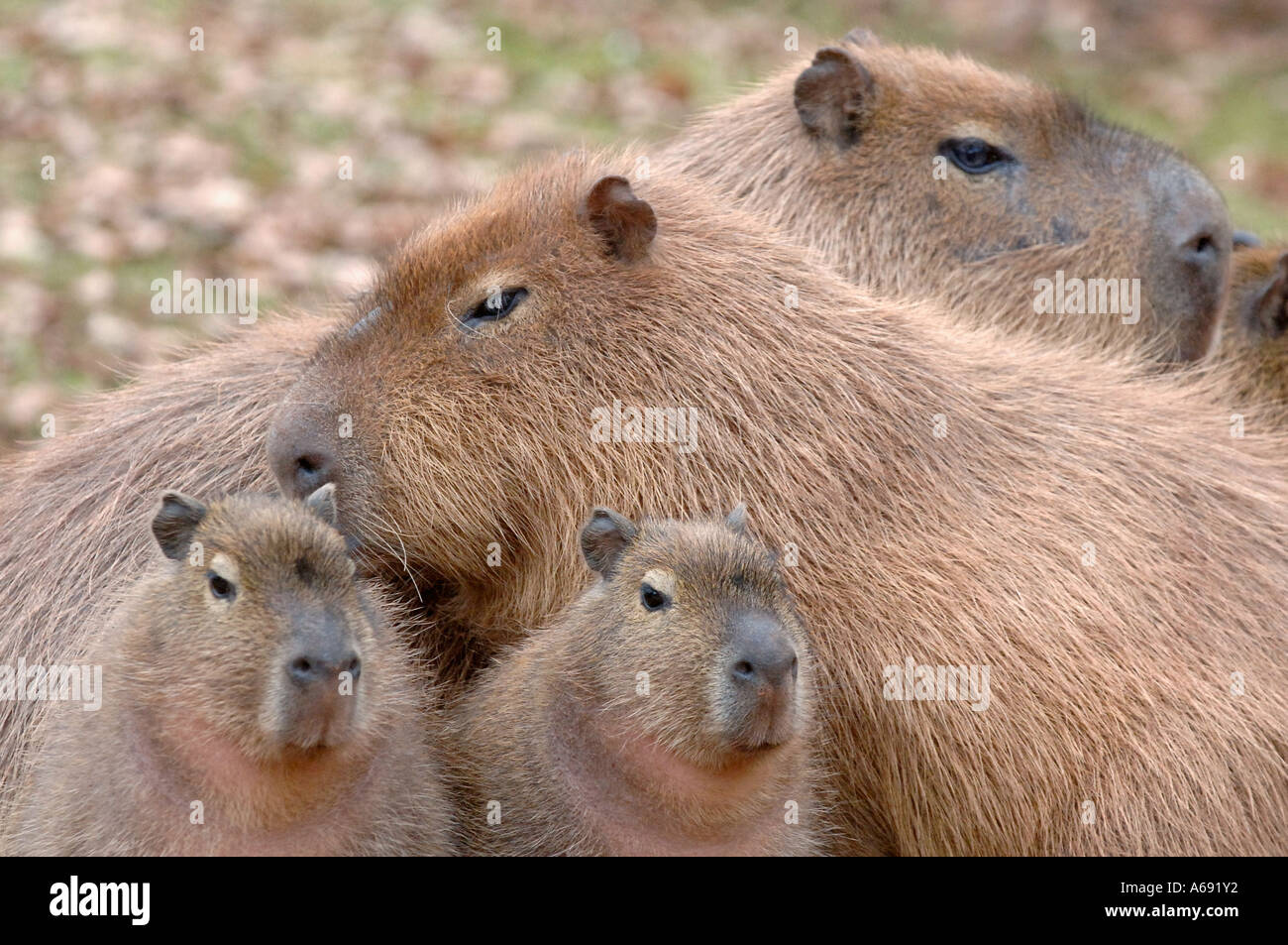Horizontal captive captivity in paignton hi-res stock photography and ...