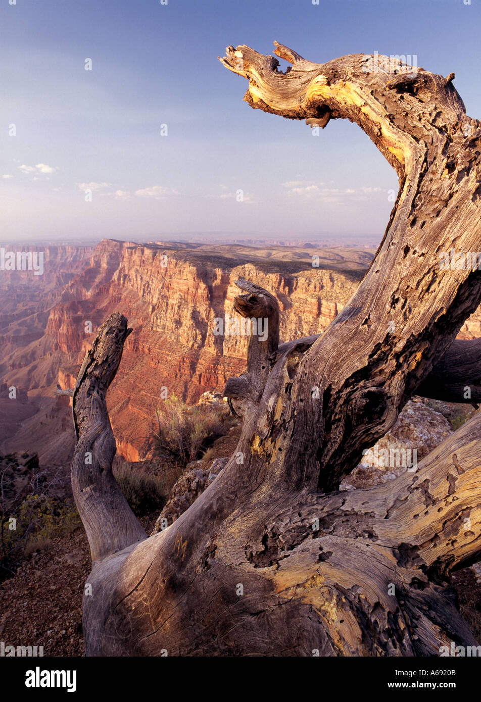 Tree Stump at Grand Canyon Arizona USA Stock Photo - Alamy