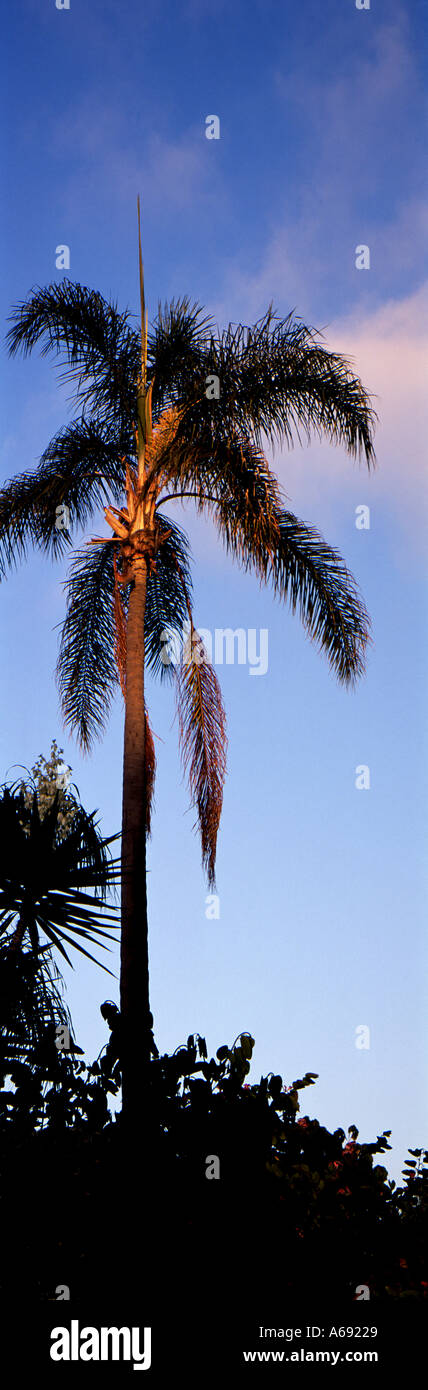 Lone Palm Tree San Diago California USA Stock Photo - Alamy