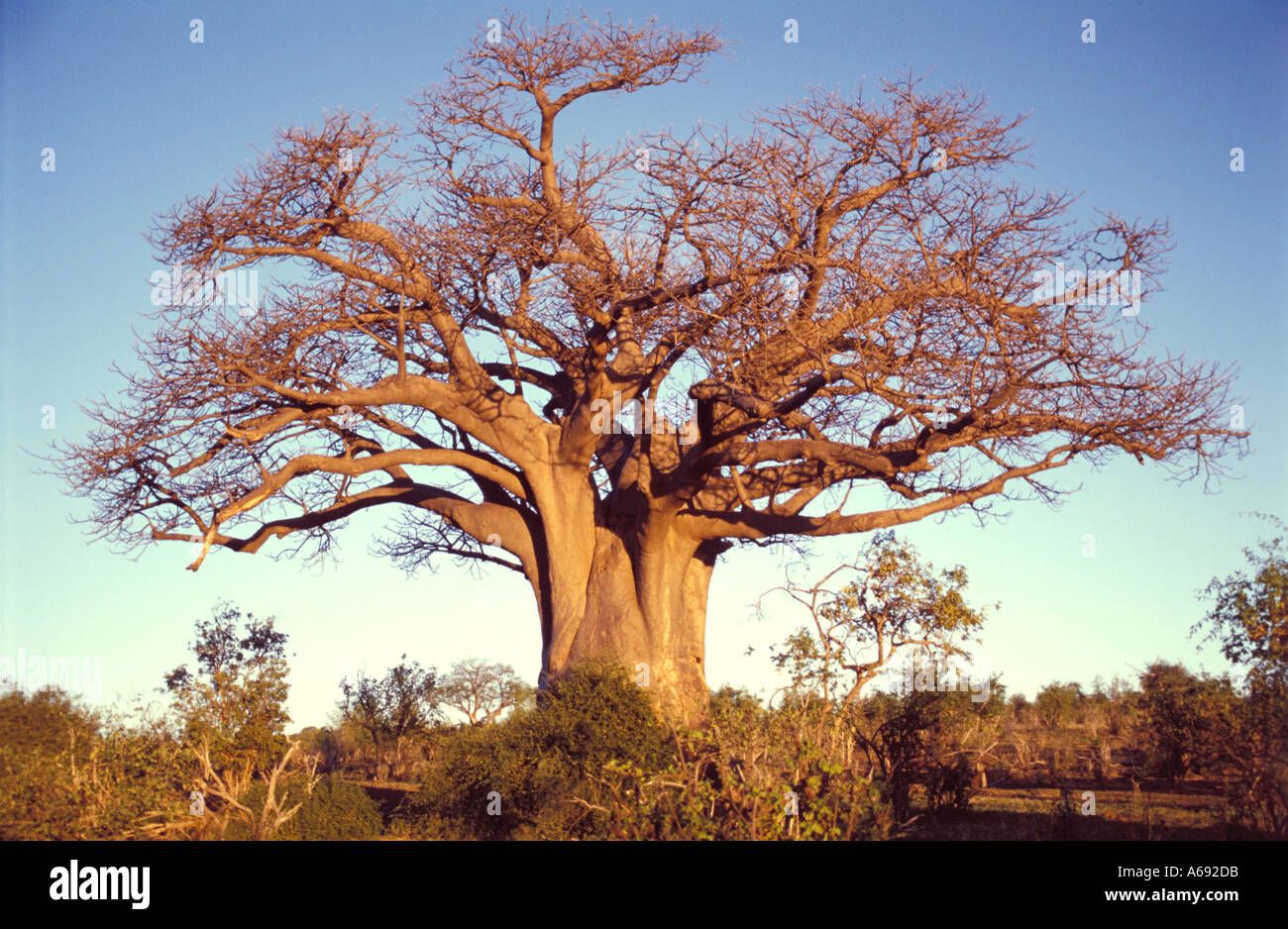 Baobab Tree on the Chobe River in Botswana Stock Photo - Alamy