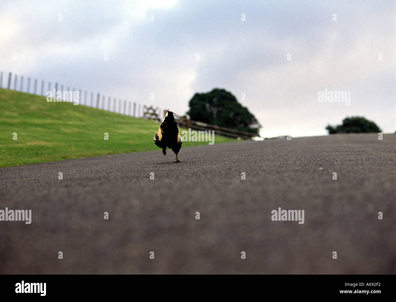 Chicken running away hi-res stock photography and images - Alamy