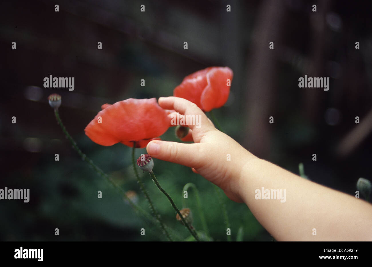 child reaching for poppy Stock Photo - Alamy
