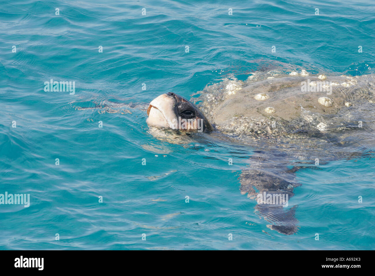 Loggerhead Sea Turtle [Caretta caretta] surfacing for air, shell ...