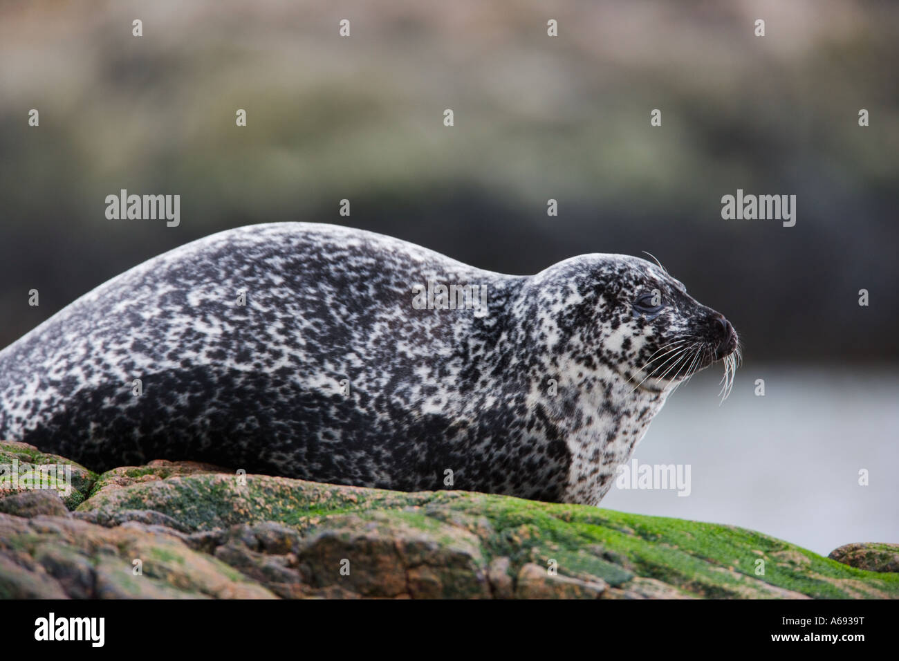 Common seal resting on rocks Stock Photo - Alamy