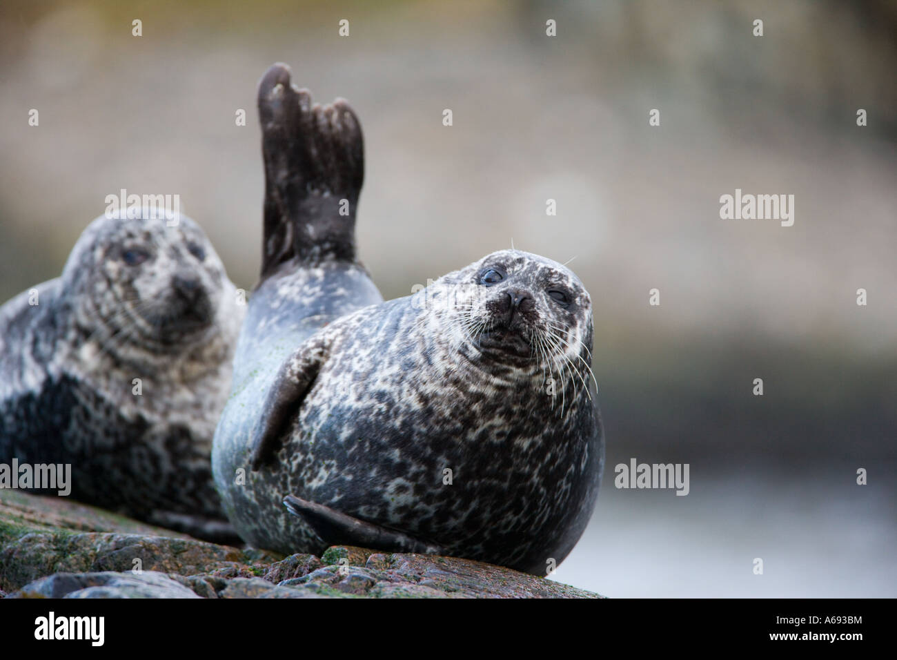 Common seals at haul out site Stock Photo - Alamy