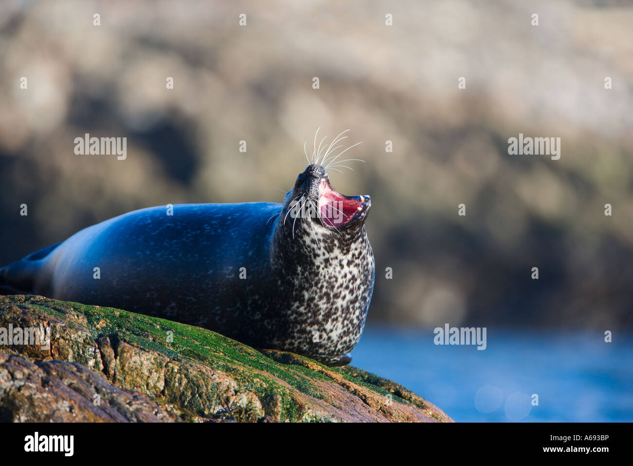 Common seal yawning at haul out site Stock Photo - Alamy