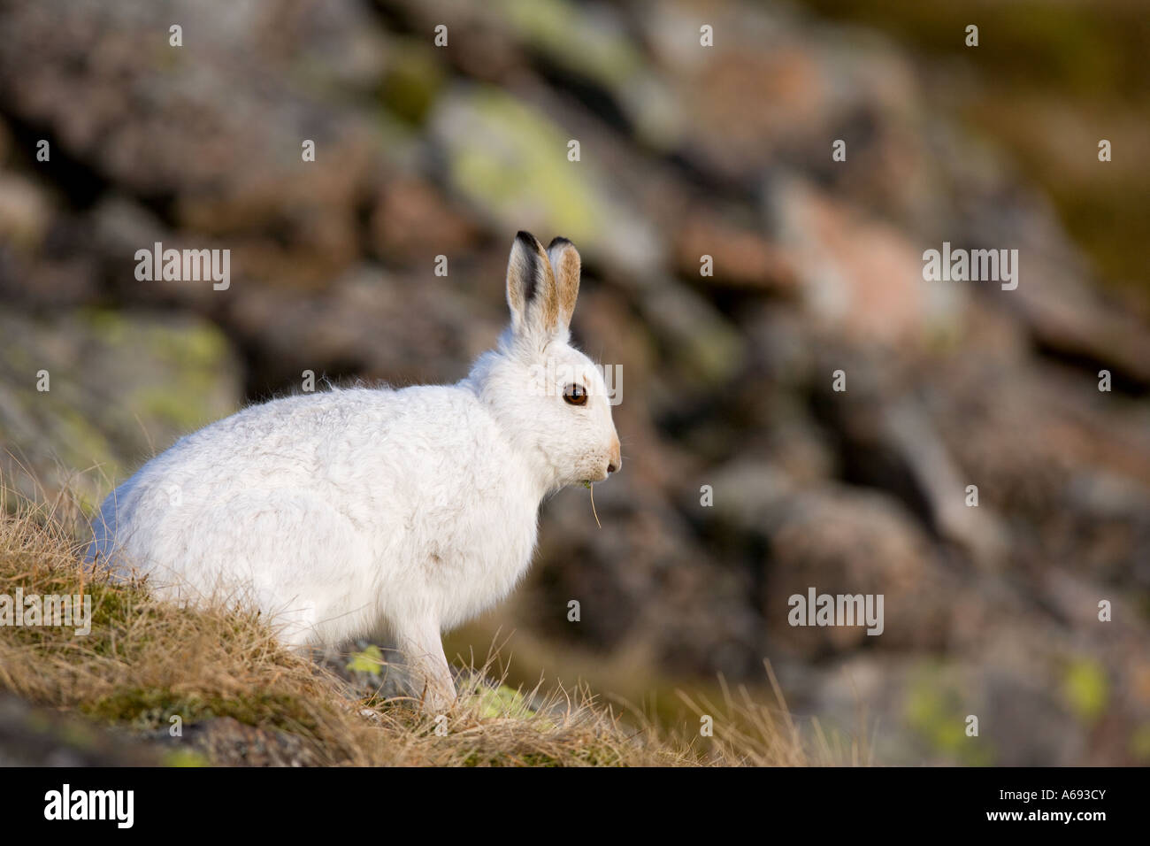 Mountain hare global warming hi-res stock photography and images - Alamy