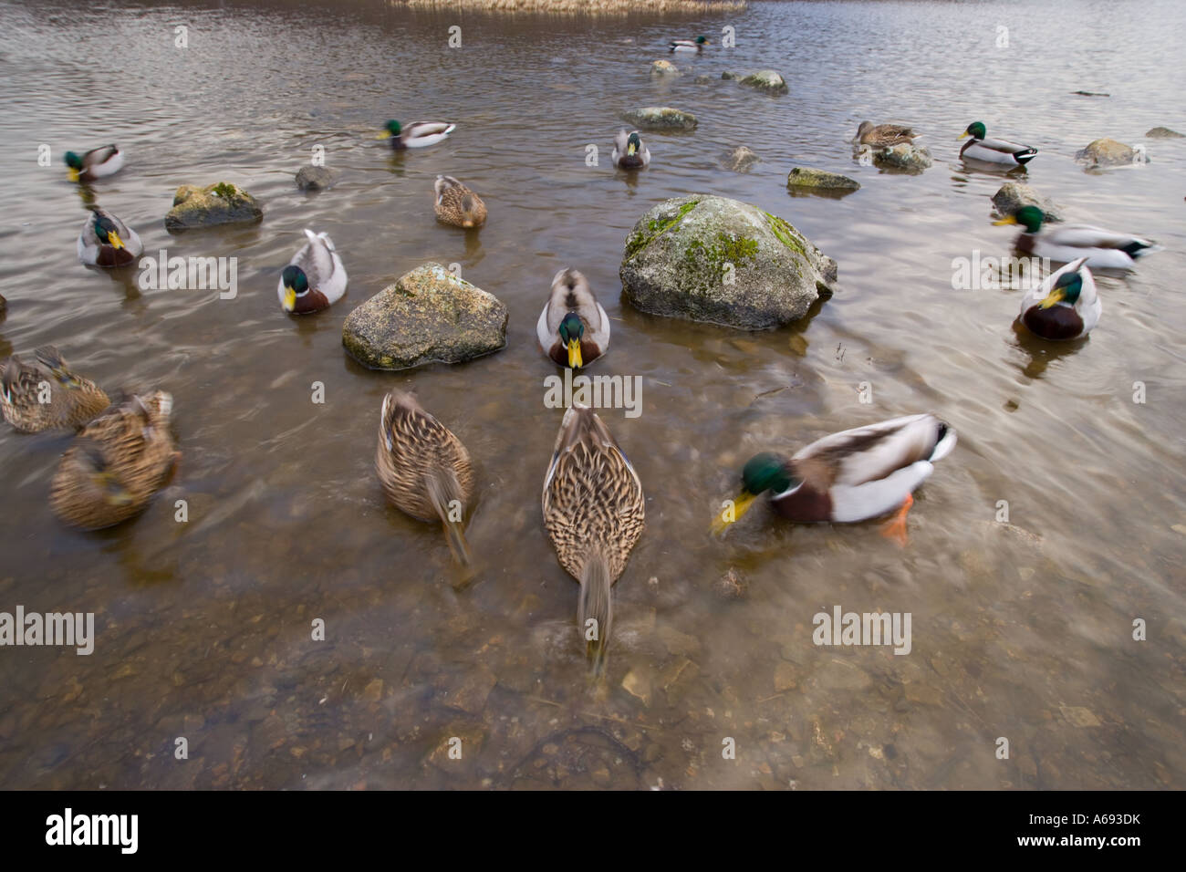 Mallard ducks group on water Stock Photo - Alamy