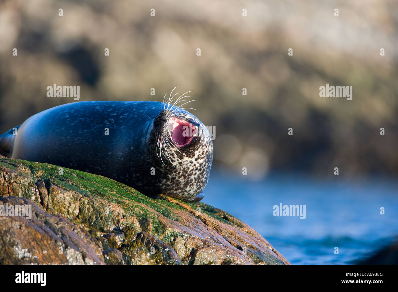 Common seal yawning at haul out site Stock Photo - Alamy