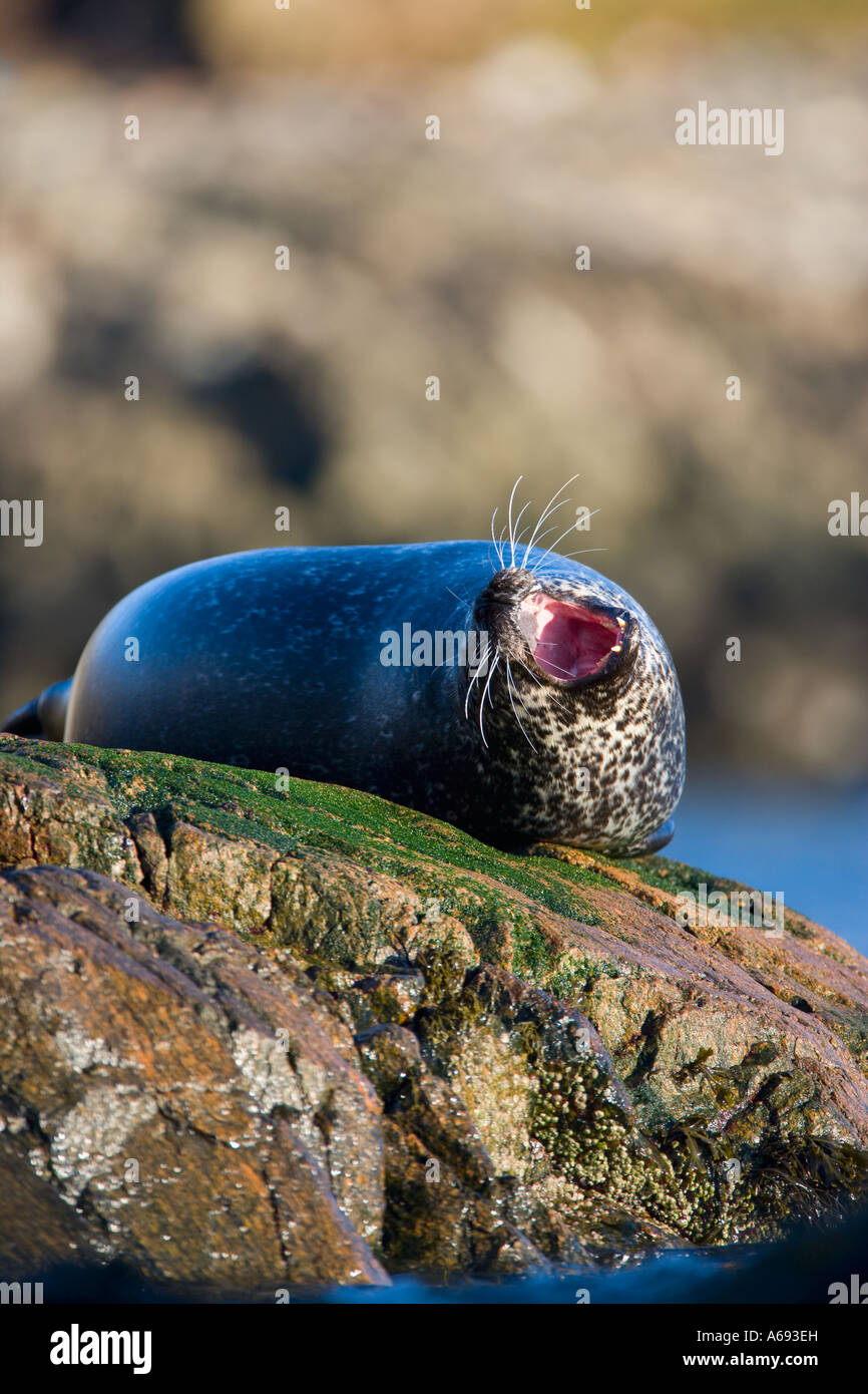 Common seal yawning at haul out site Stock Photo - Alamy