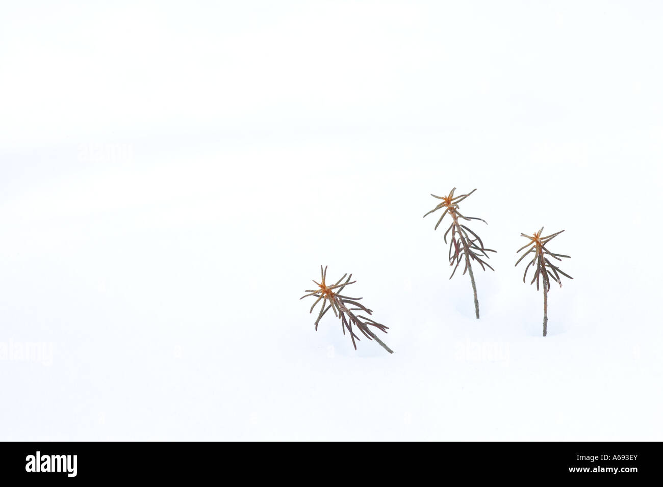 Bog labrador tea hi-res stock photography and images - Alamy