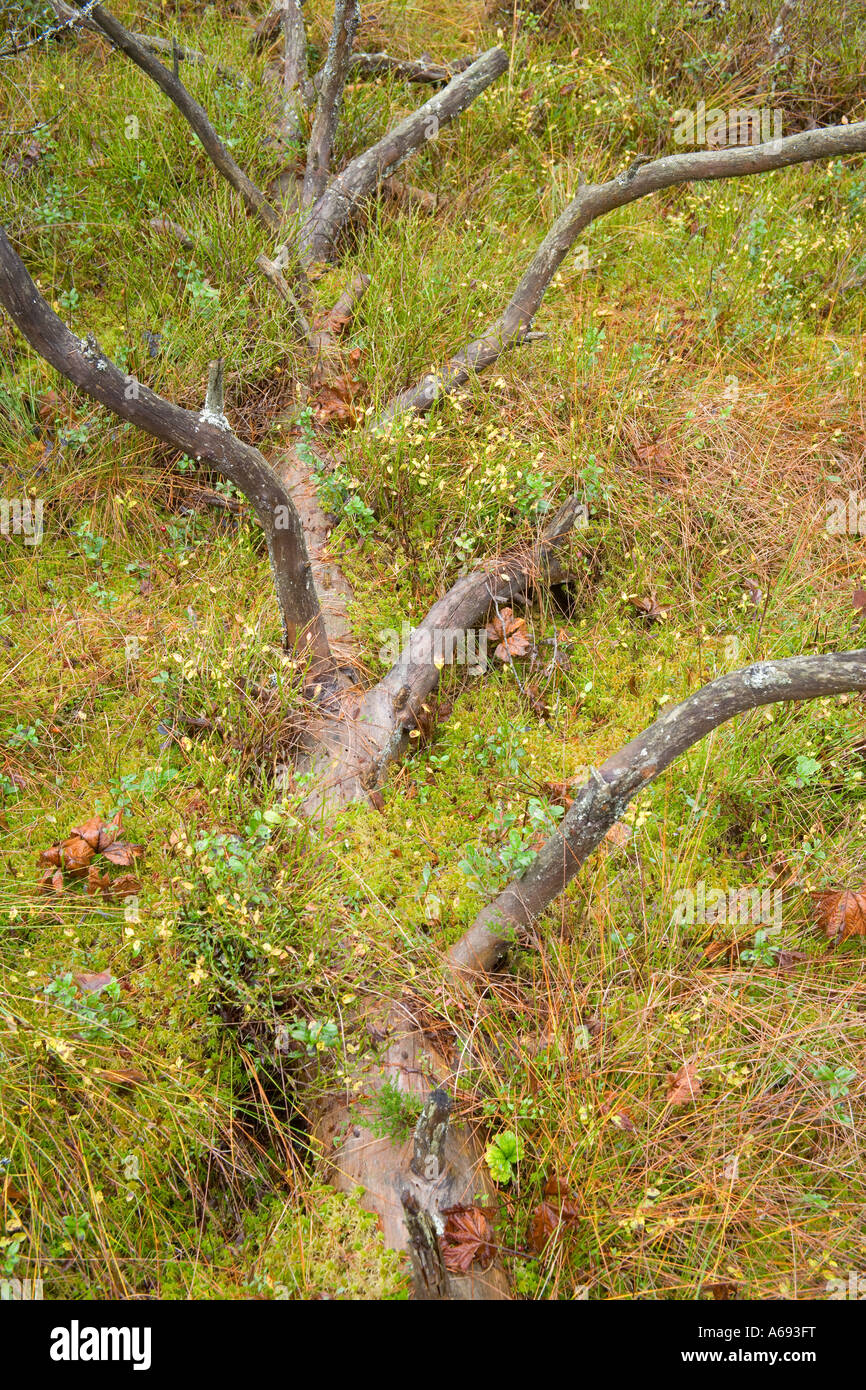 Fallen scots pine in bog Stock Photo - Alamy