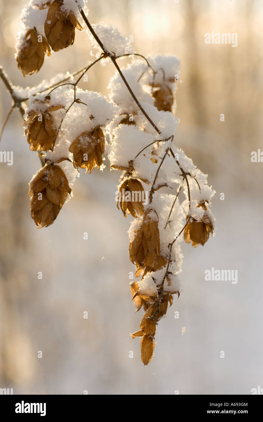 Hop fruit cluster covered in snow Stock Photo - Alamy