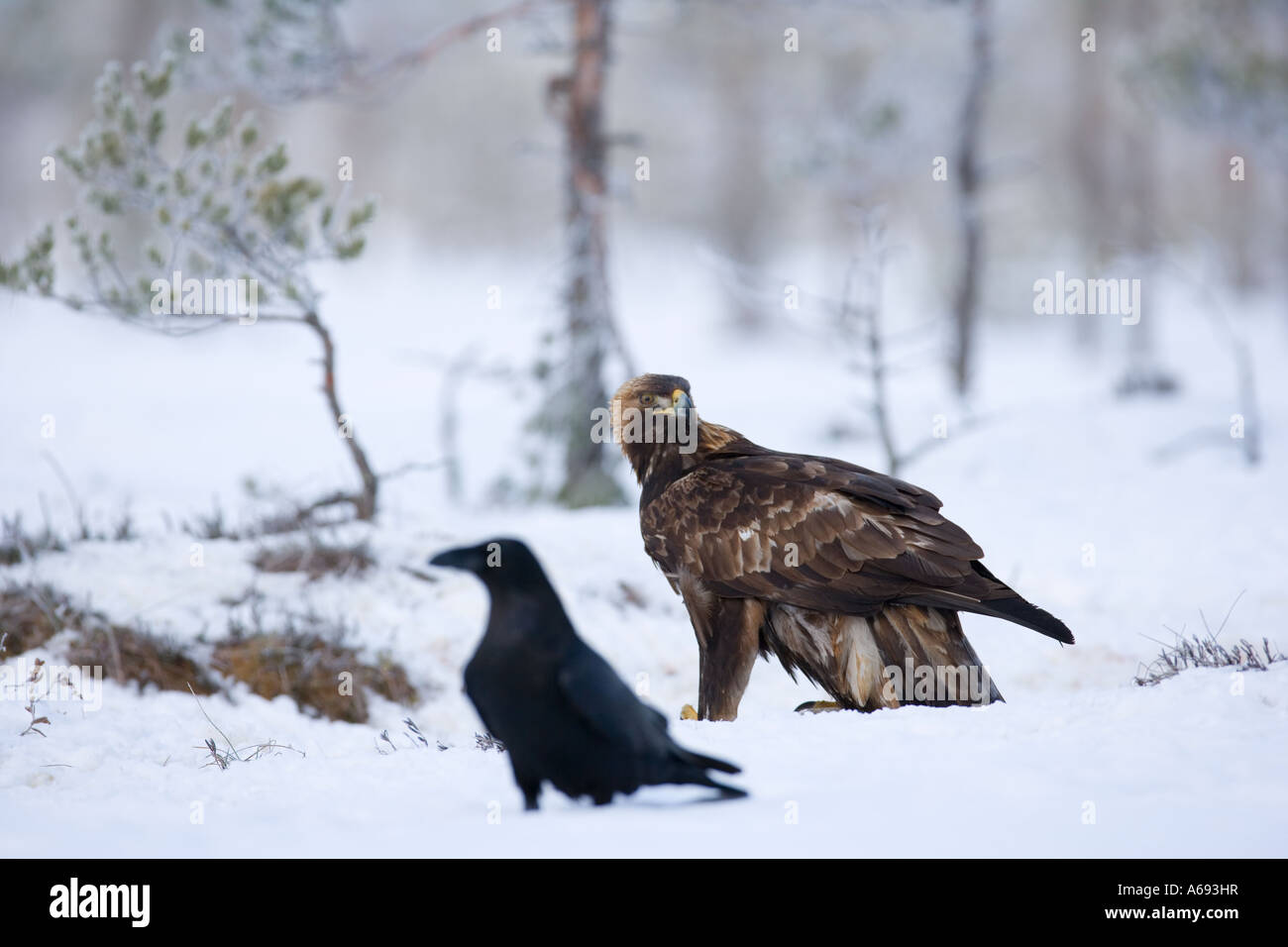 Golden eagle and raven on carcass Stock Photo - Alamy