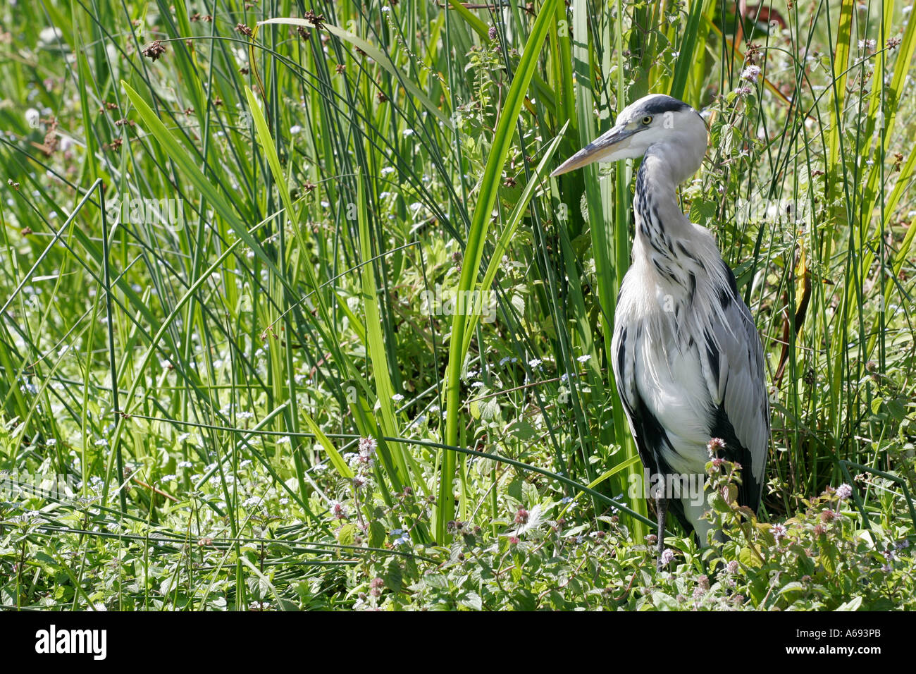 [Grey Heron] [Ardea cinerea] standing still fishing in reeds, [London ...
