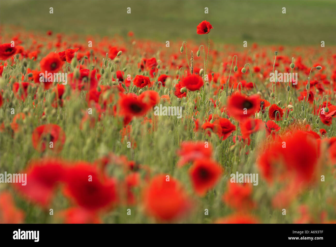 Wind blown poppy hi-res stock photography and images - Alamy
