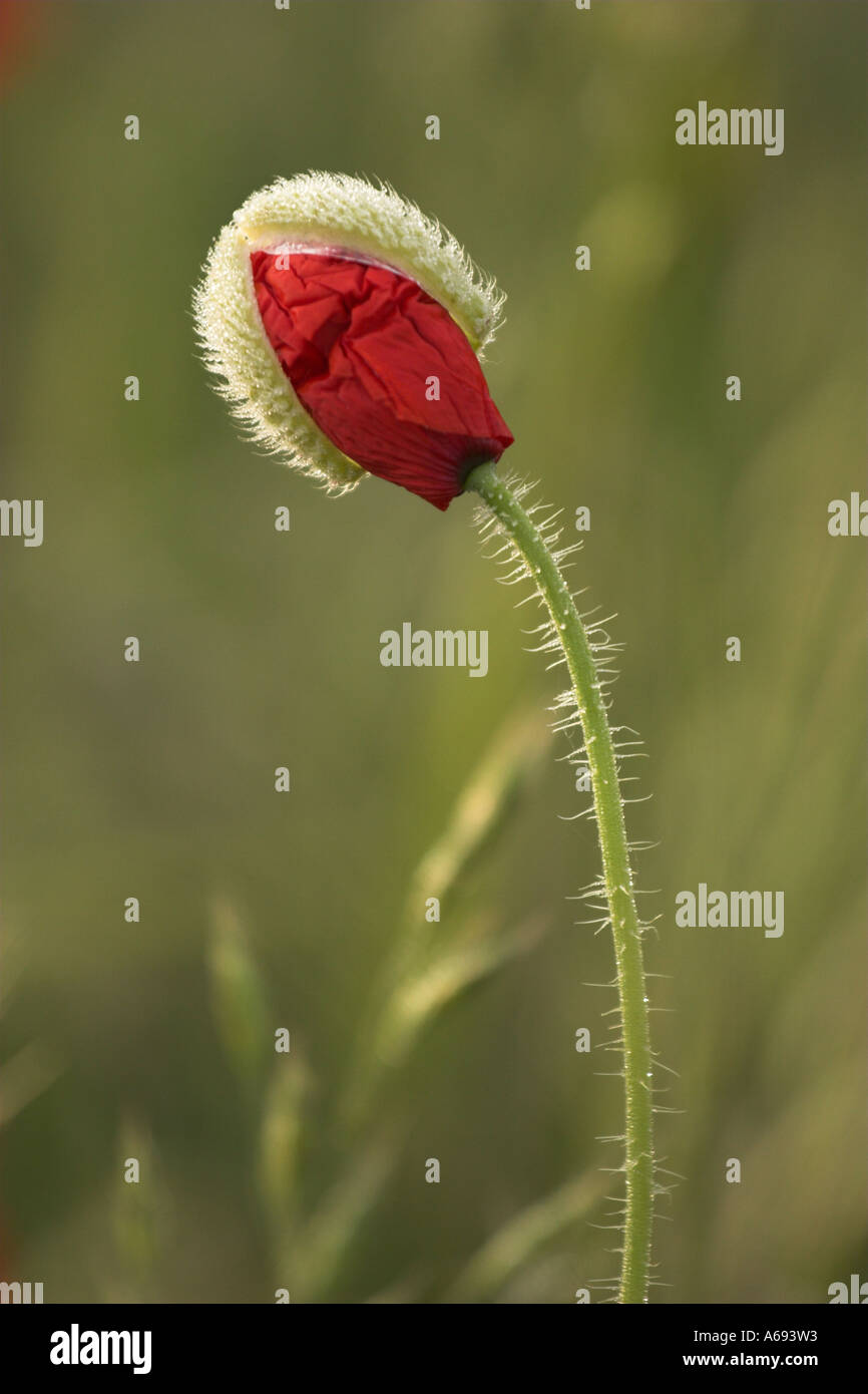 Beautiful opening bud poppy hi-res stock photography and images - Alamy