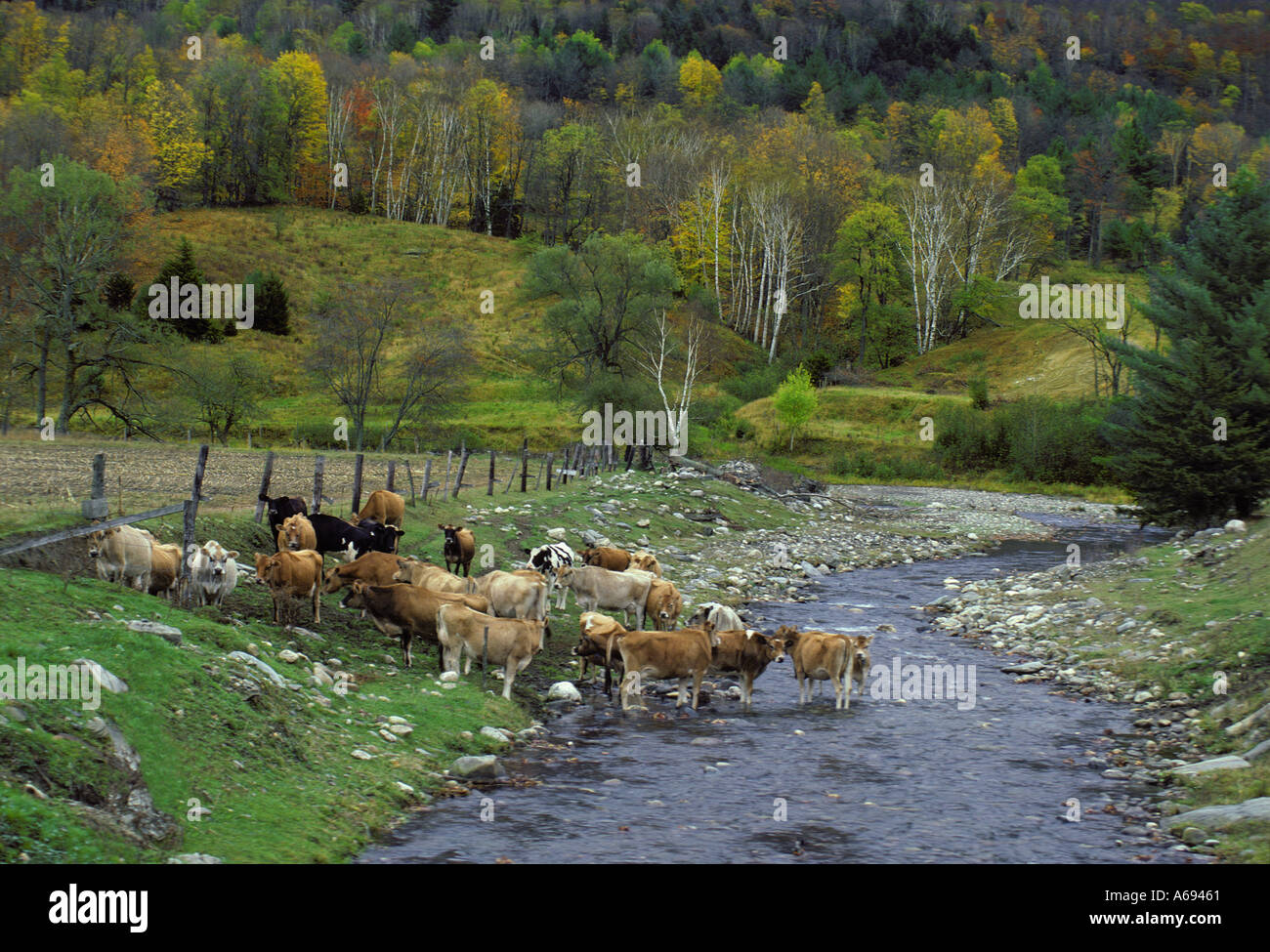 A herd of Jersey cattle standing together in a stream among the autumn ...