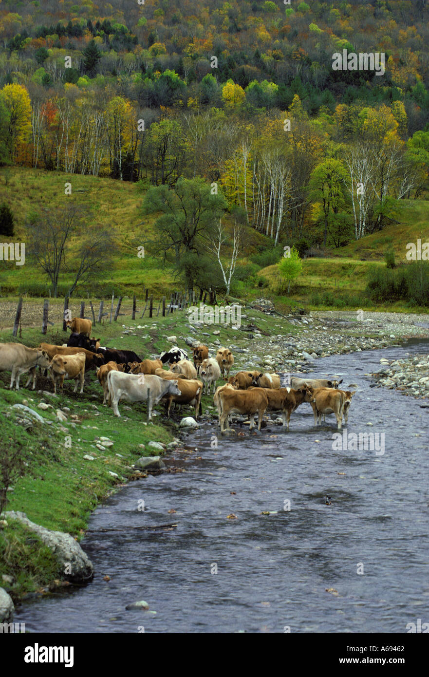 A herd of Jersey cattle crossing a mountain stream standing together in ...