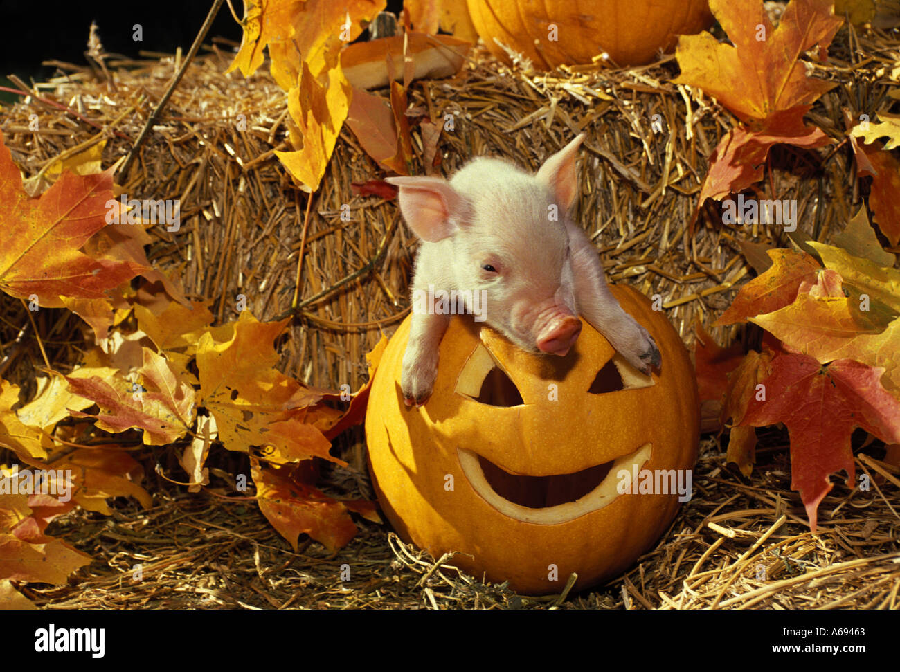 Adorable Piglet sititing in a pumpkin. Baby pig (4 way cross breed ...
