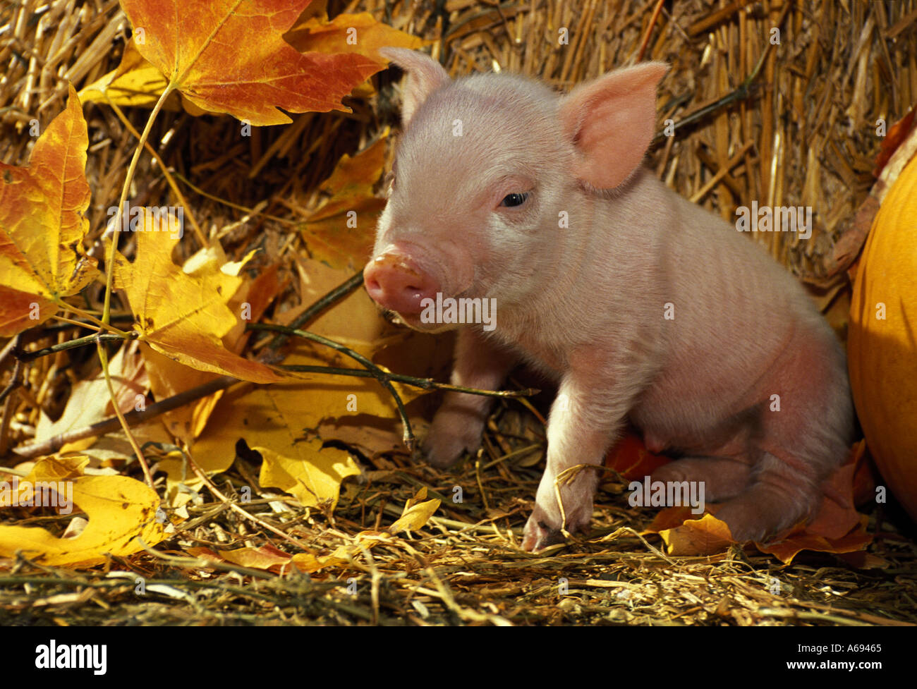 Pretty white pink Piglet: Tiny Piglet (4 way cross hybrid ) sitting ...